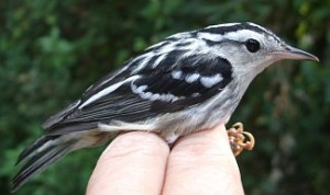 Know your coffee birds: Black-and-white Warbler – Coffee & Conservation