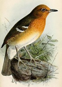 How “wild” is Ethiopian forest coffee? – Coffee & Conservation